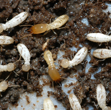 Selection in action: insect resistance management